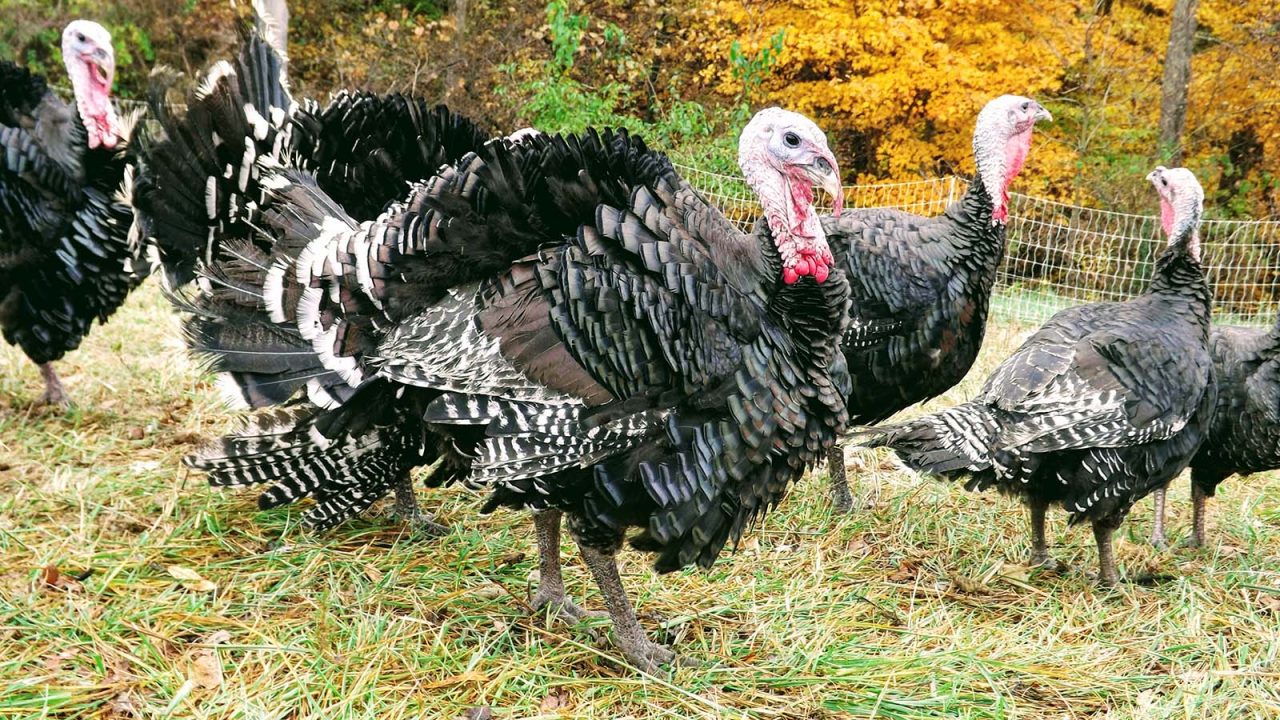 Why Buy a Local, Pasture-Raised Turkey? | Hyde Park Farmers' Market